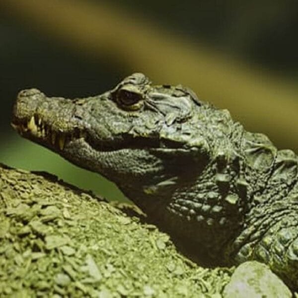 6 Ancient Animals That Still Exist Today