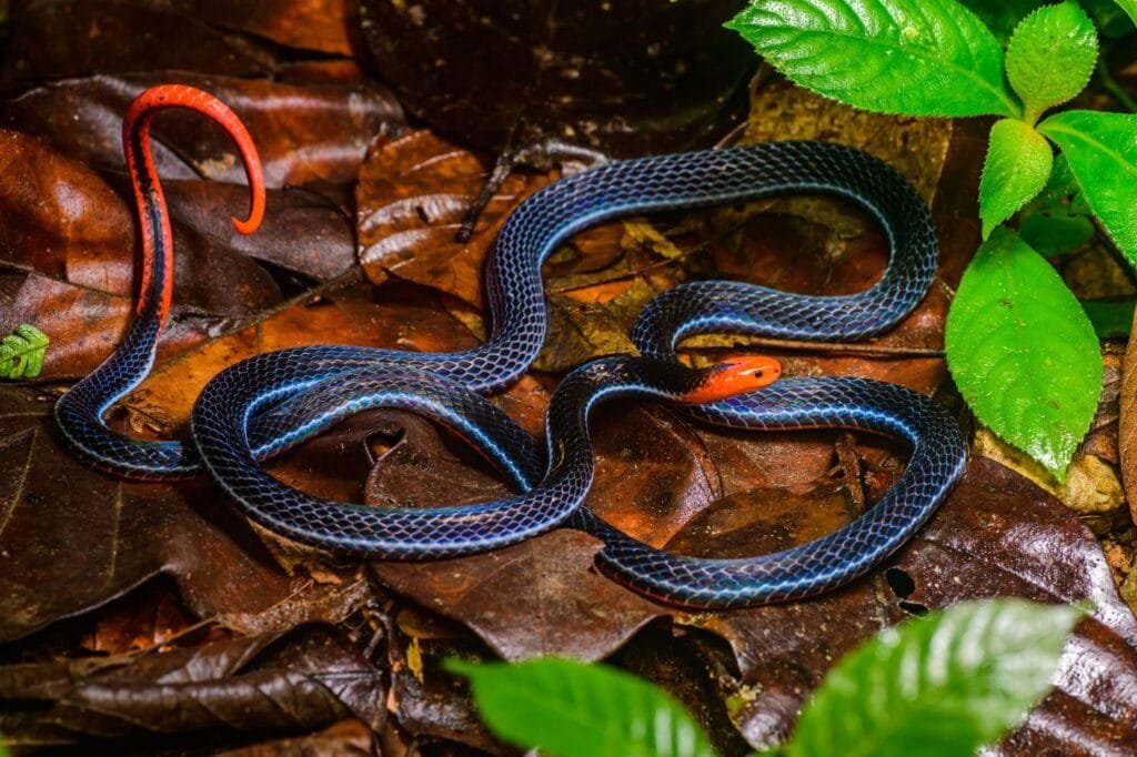 Top 5 Most Beautiful Snakes in the World