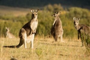 10 Fun Facts About Kangaroos: The Unique and Fascinating Creatures of ...