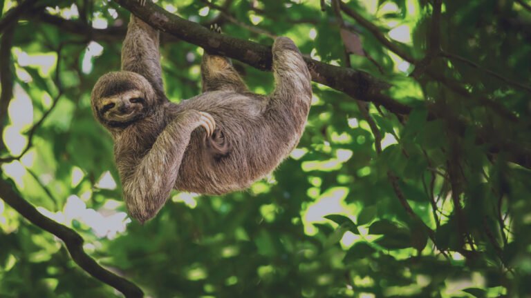 8 of the World's Most Calm and Peaceful Wild Animals