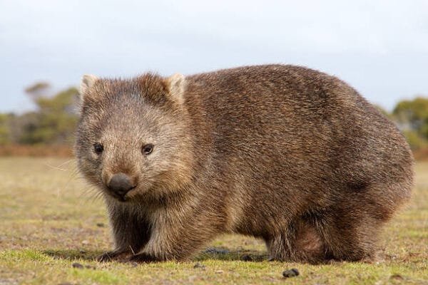 10 Unique Animal Species Exclusively Found in Australia