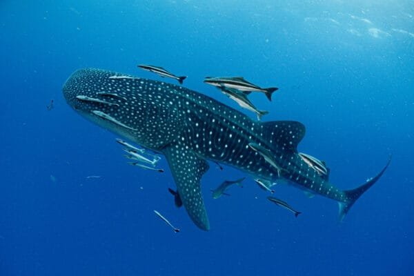 8 of the World's Most Calm and Peaceful Wild Animals