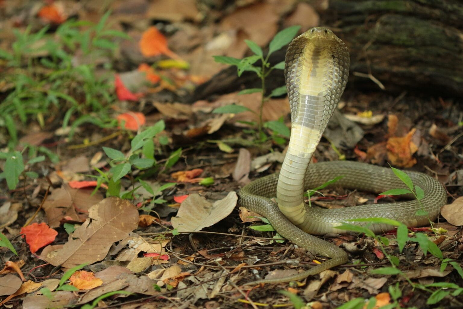 5 Most Dangerous Cobras in the World