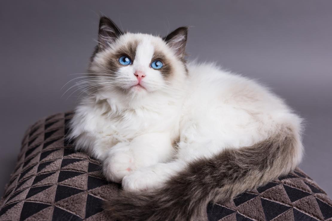 The Six Fluffiest and Hairiest Cat Breeds You Should Know About