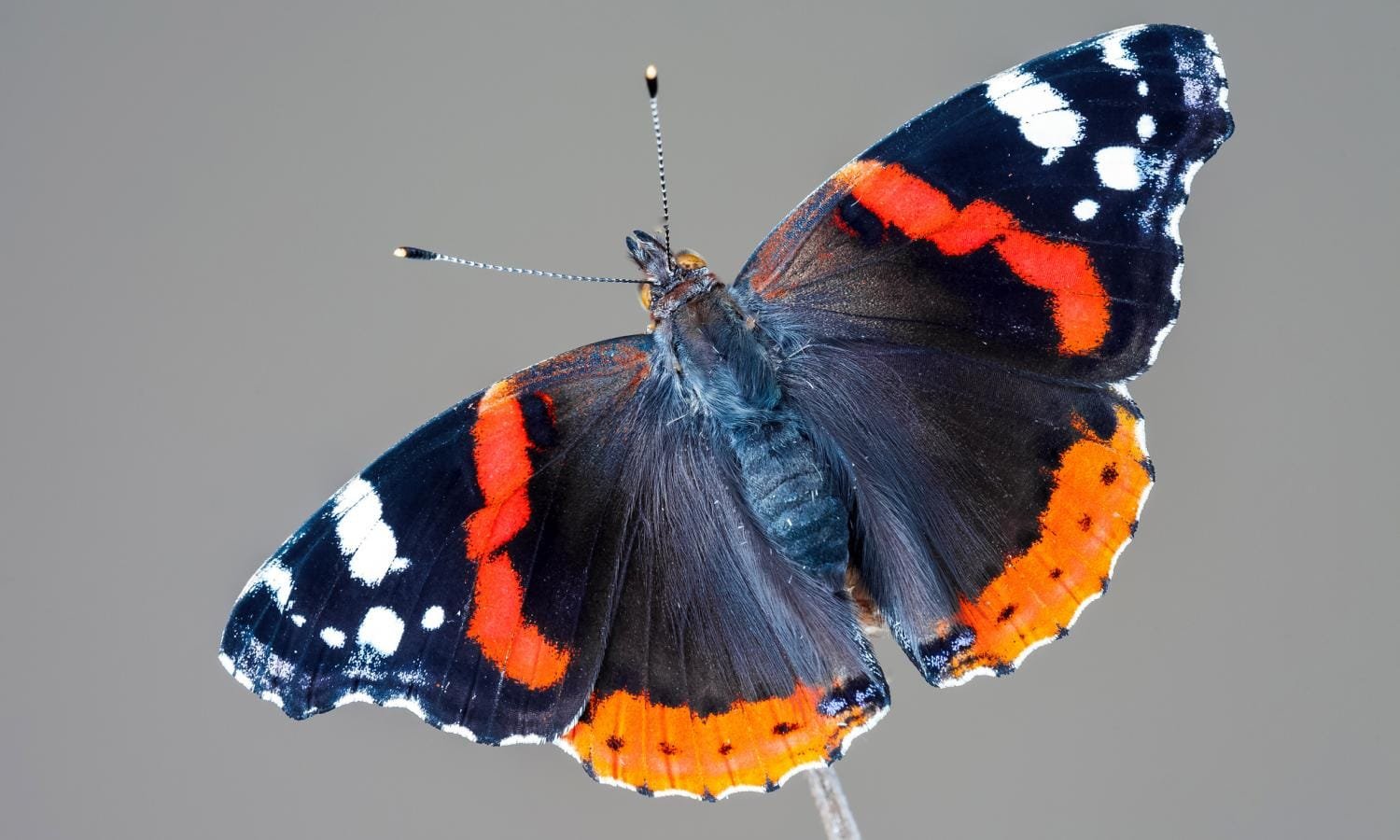 The 8 Most Beautiful Butterfly Species in the World