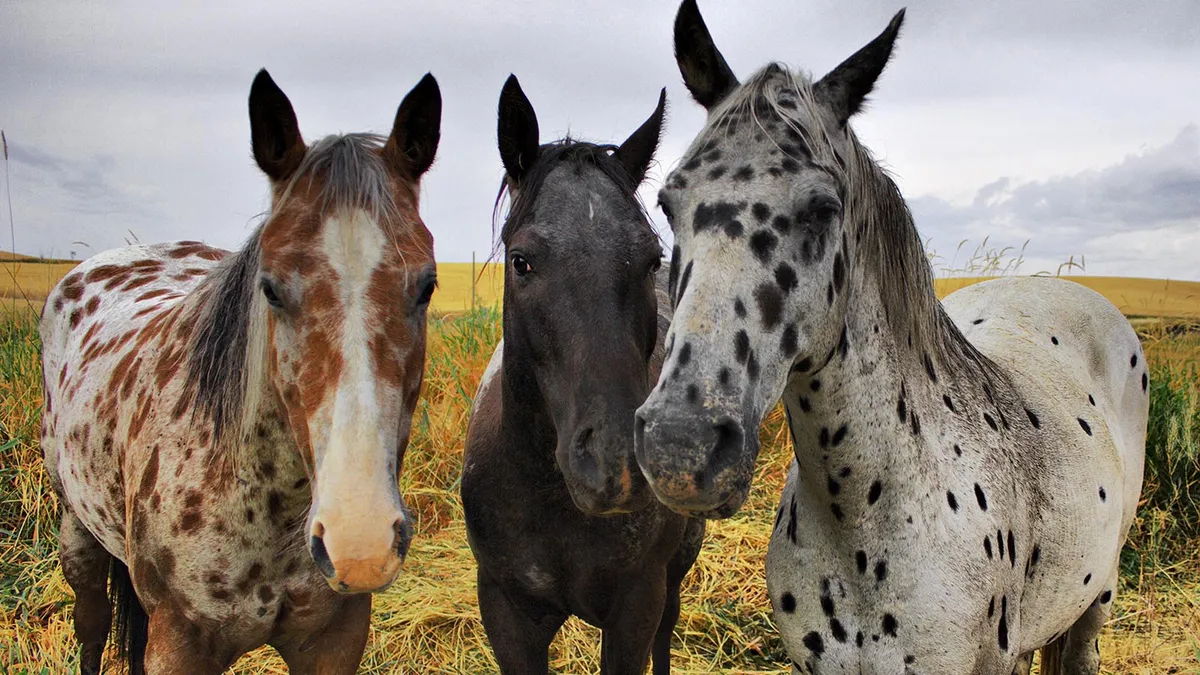 Beyond the Usual: Rare Horse Colors, Patterns & Markings You’ve ...