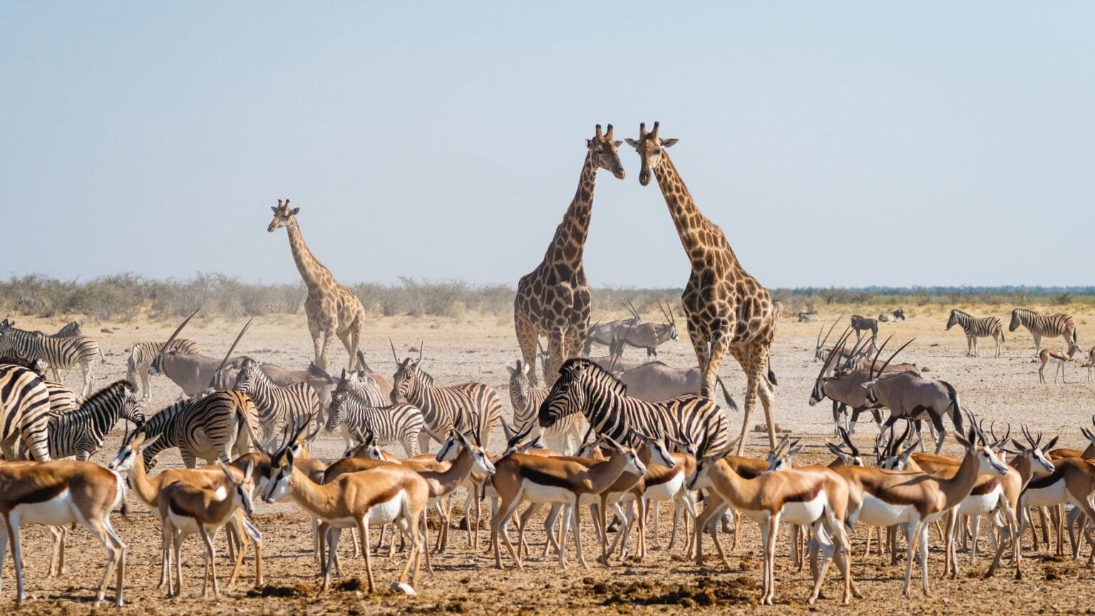 The Effects of Deforestation and Urbanization on Animal Populations