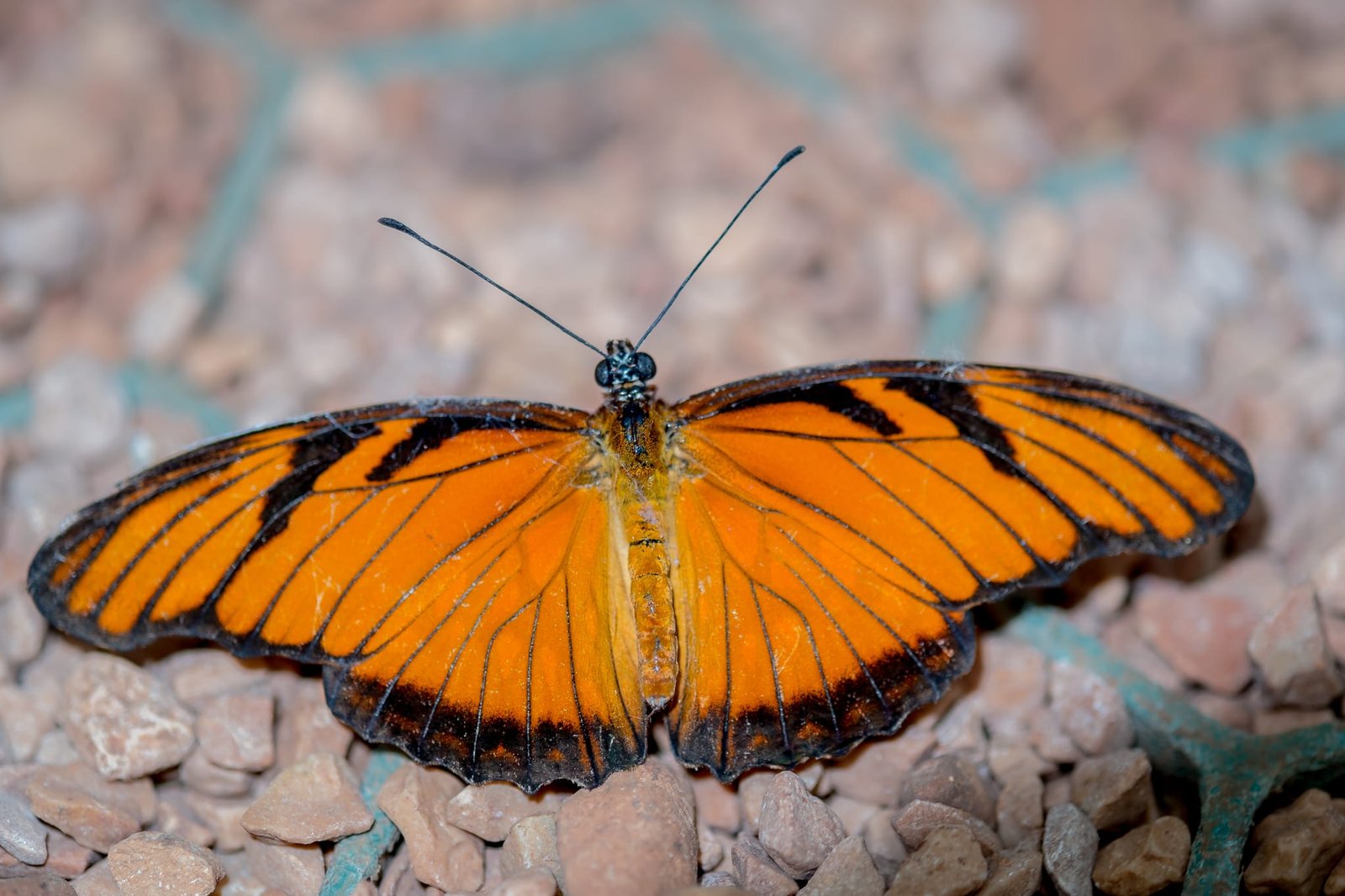 The 8 Most Beautiful Butterfly Species in the World