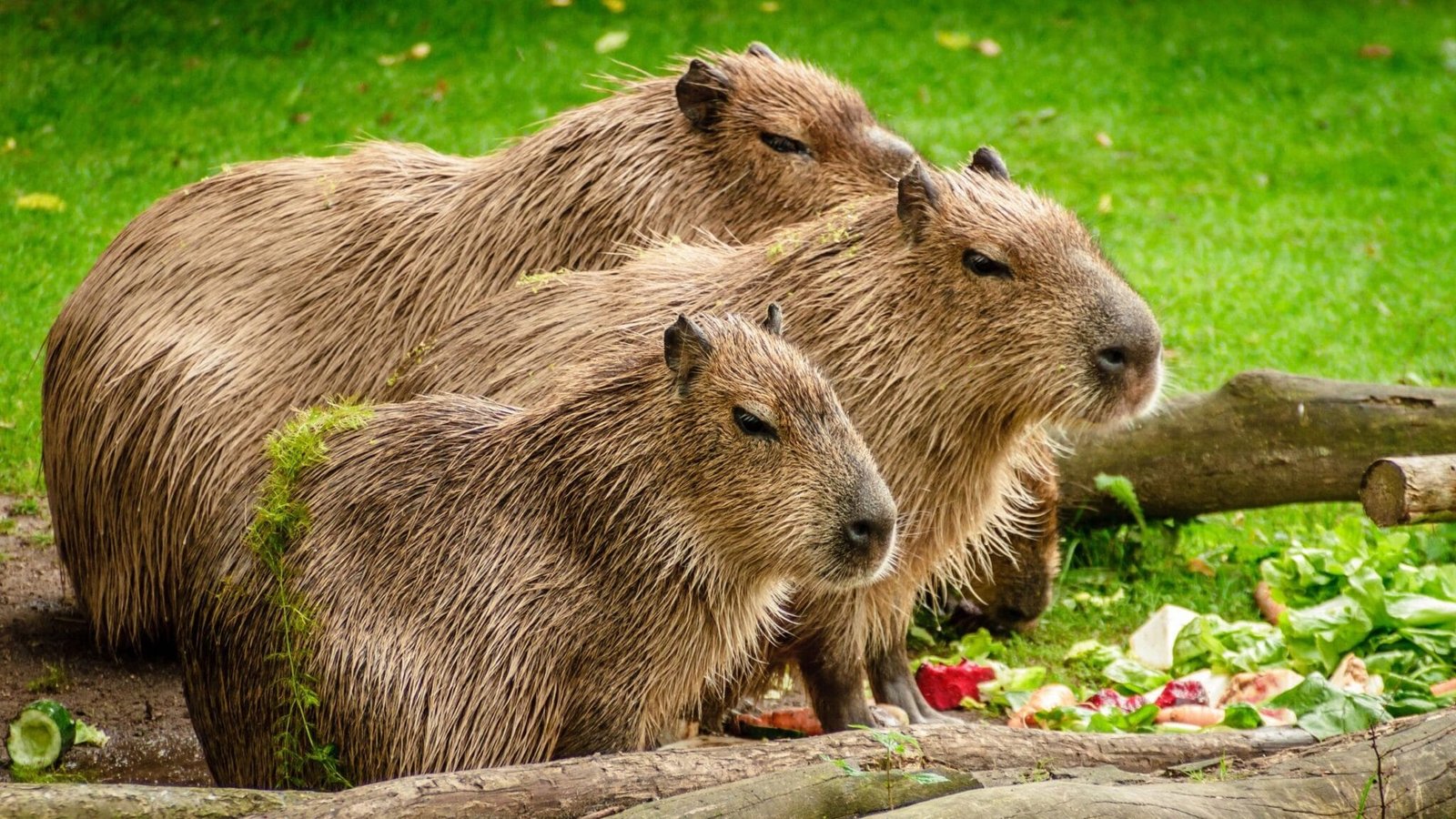 Beyond the Zoo: Meet the Internet’s Favorite Exotic & Rare Animals