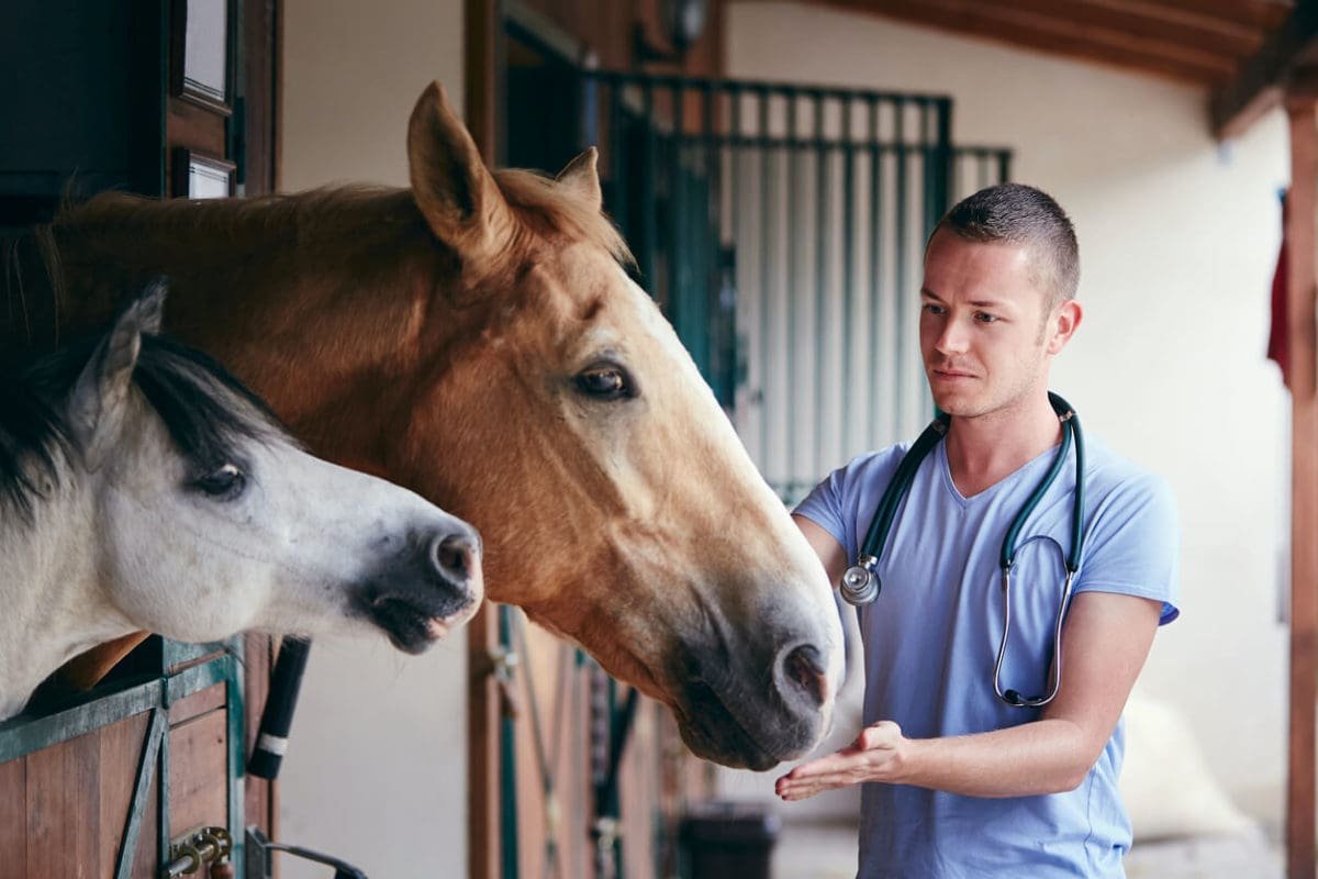 Want to Work With Horses? These 15 Careers Can Make It Happen
