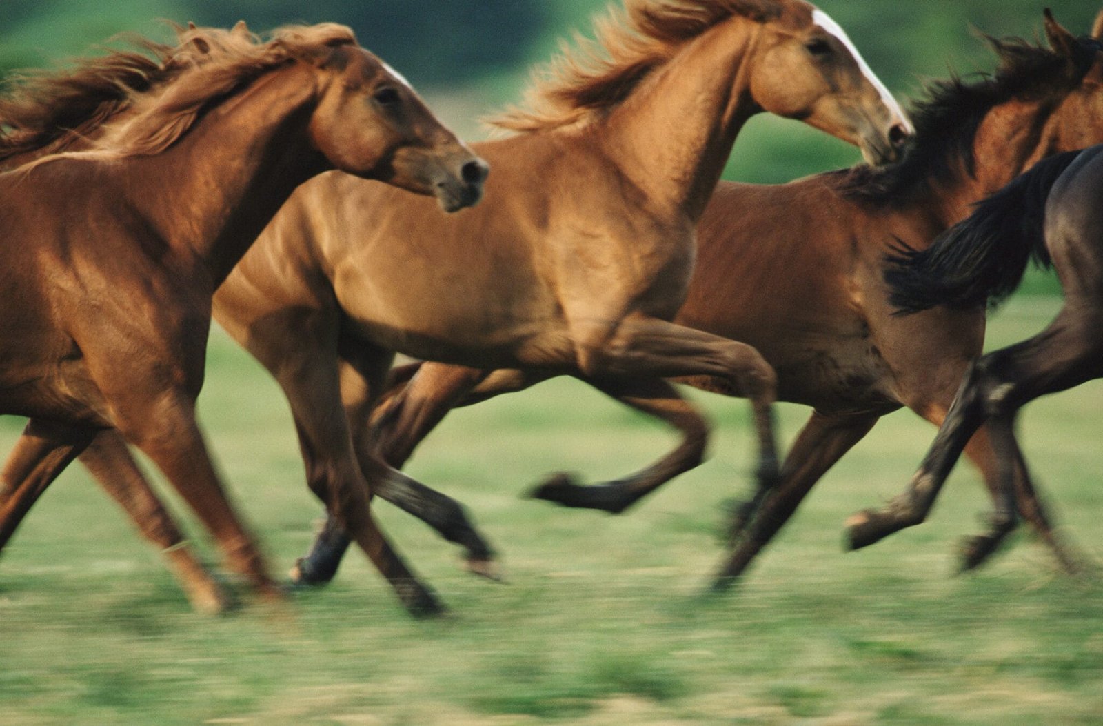 The Fastest Hooves: Best Horse Breeds for Racing (Including Top Speeds)