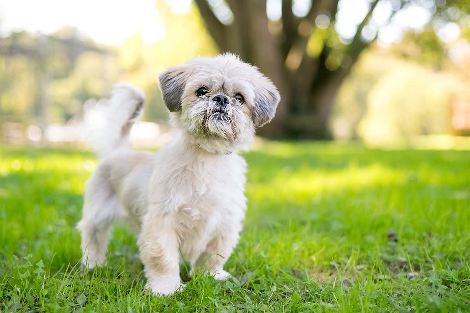 10 Most Adorable Dog Breeds That Will Melt Your Heart