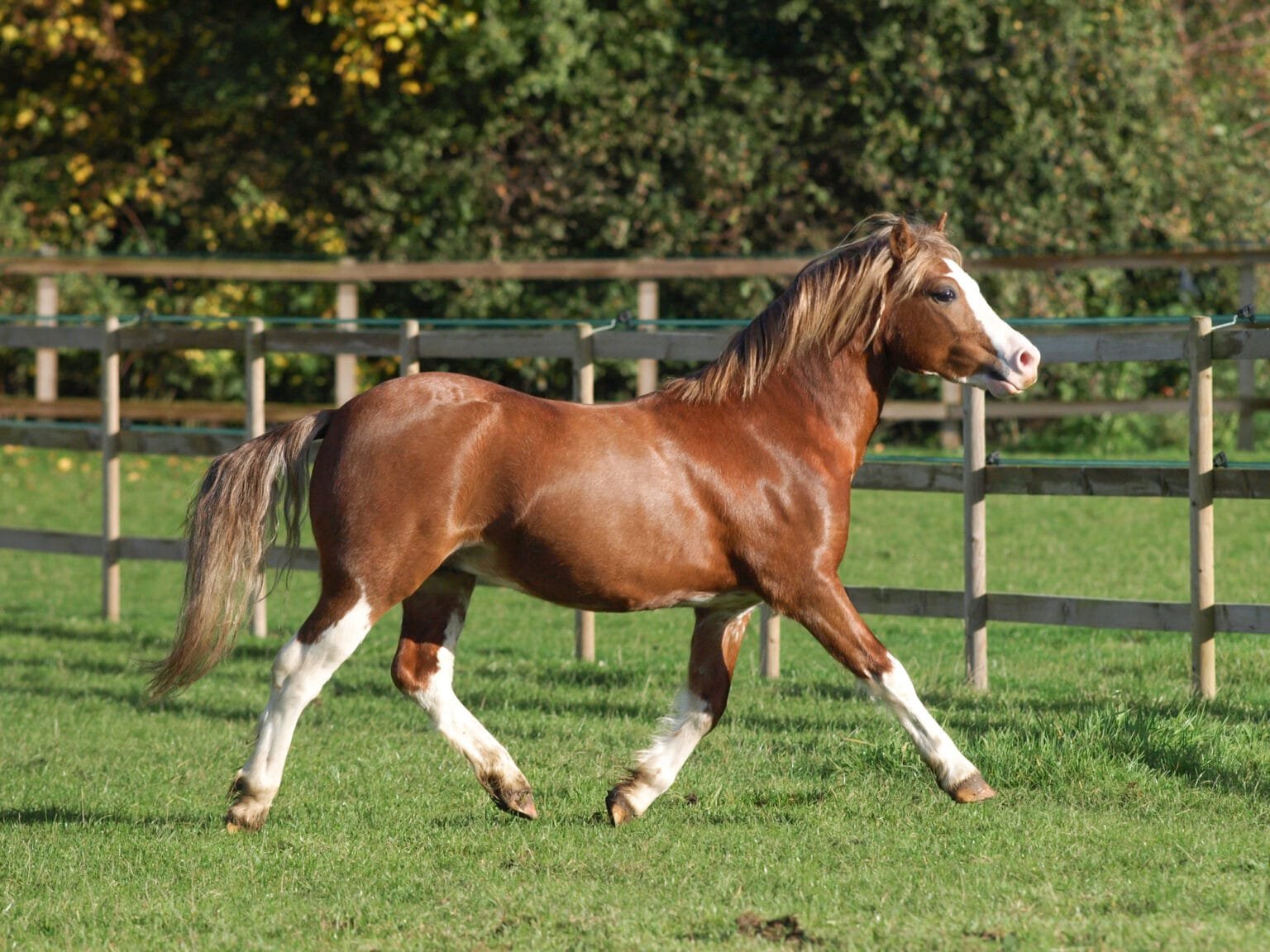 Welsh Pony and Cob: Beauty, Strength, and Spirit from the Hills of Wales
