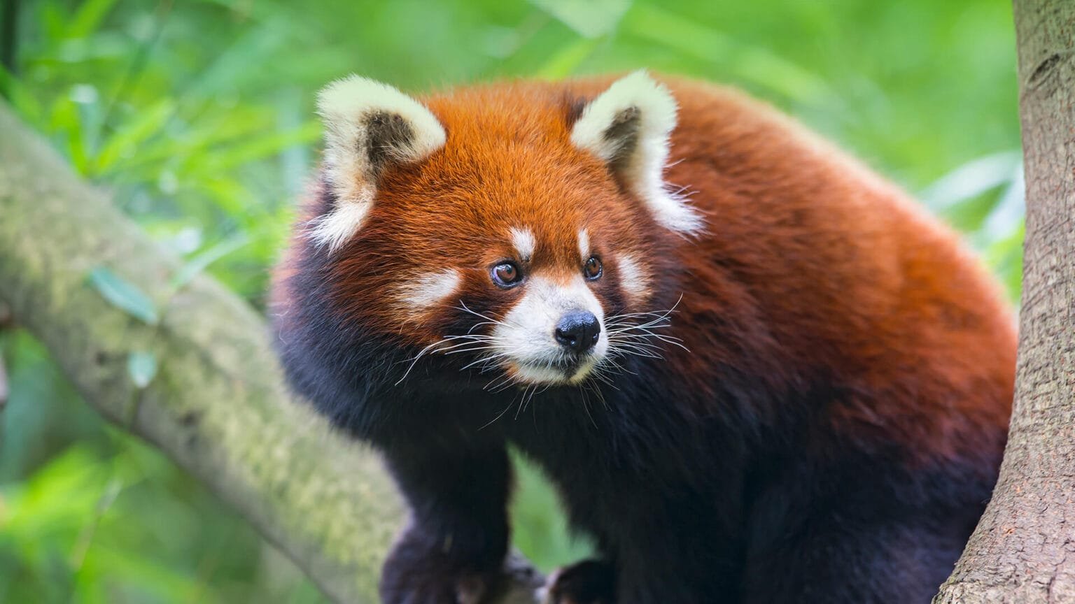 The Hidden World of Red Pandas: Exploring Their Fragile Habitat
