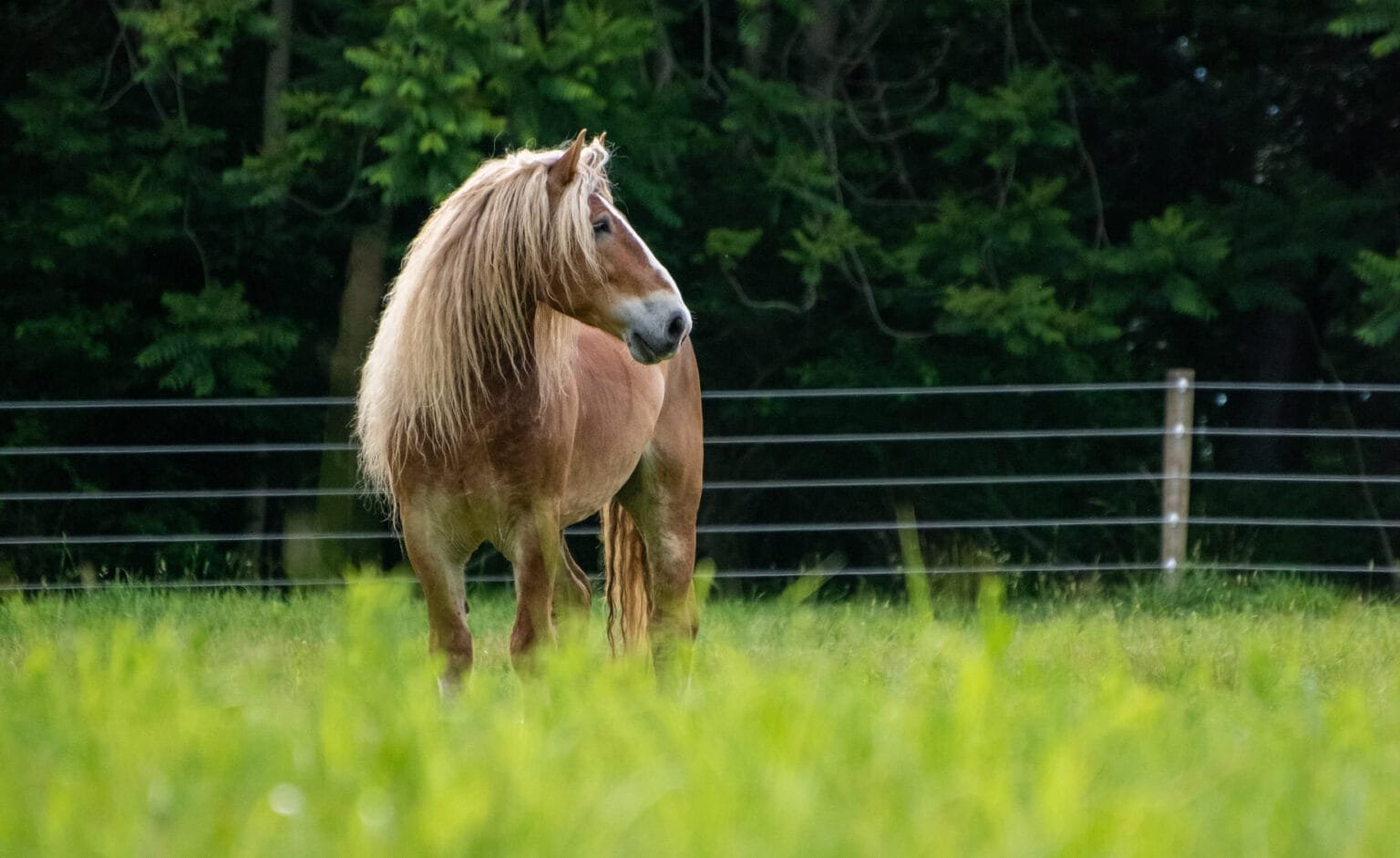 From Ponies to Giants: Understanding the Size and Measurement of Horses